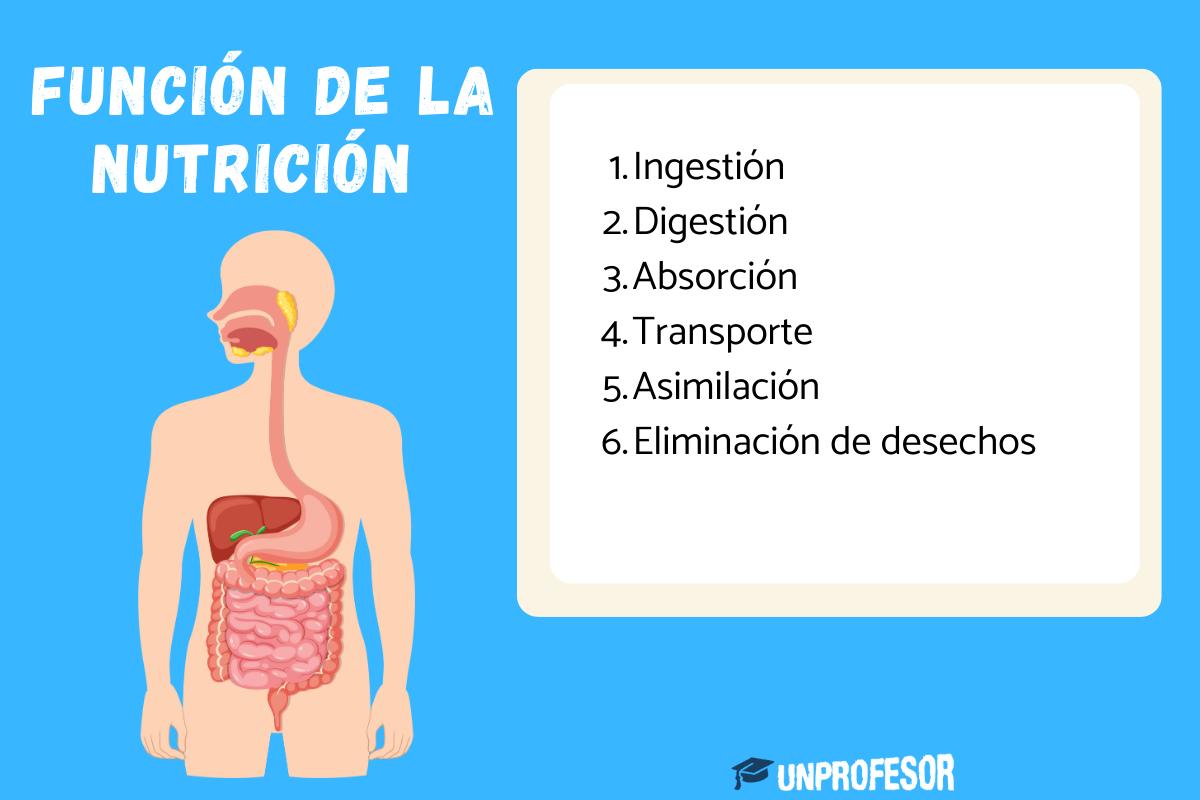 La función de la NUTRICIÓN - para niños