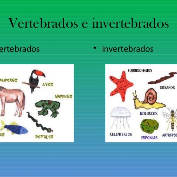 Vertebrados E Invertebrados