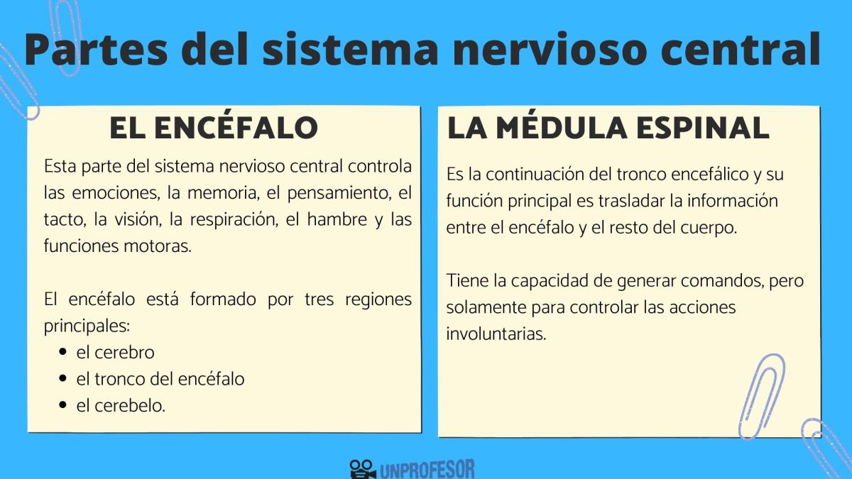 2 partes del sistema NERVIOSO central y sus funciones