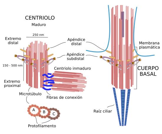 CENTRIOLOS: funciones, características y estructura - [RESUMEN!]