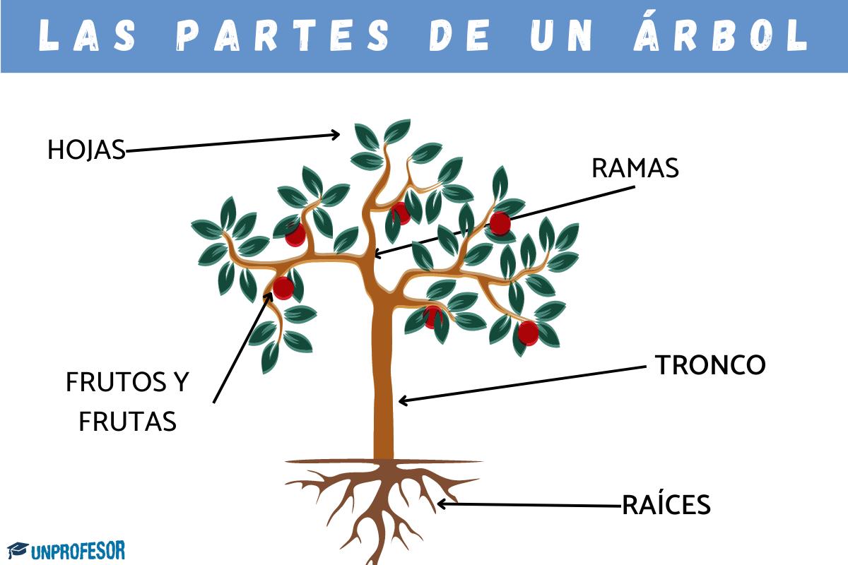 5 partes de los ÁRBOLES - para niños