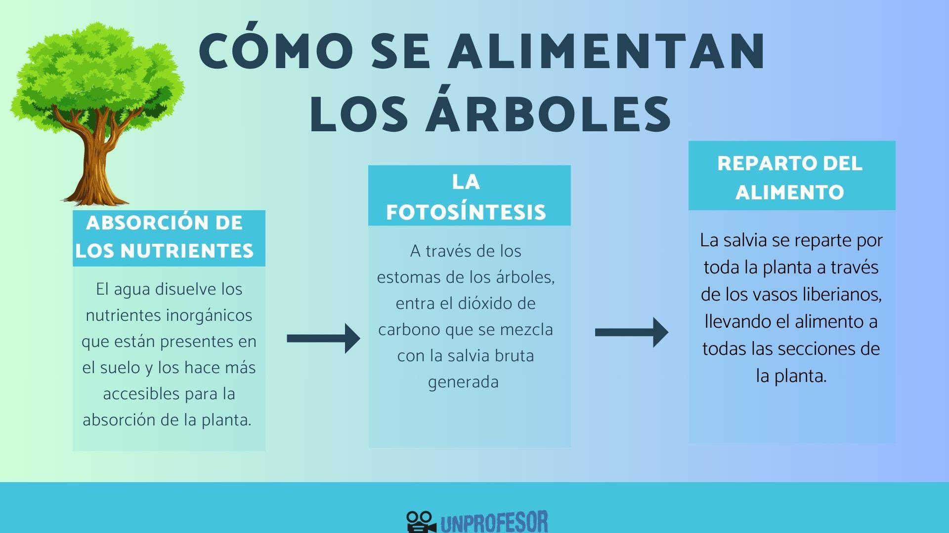 5 partes de los ÁRBOLES - para niños