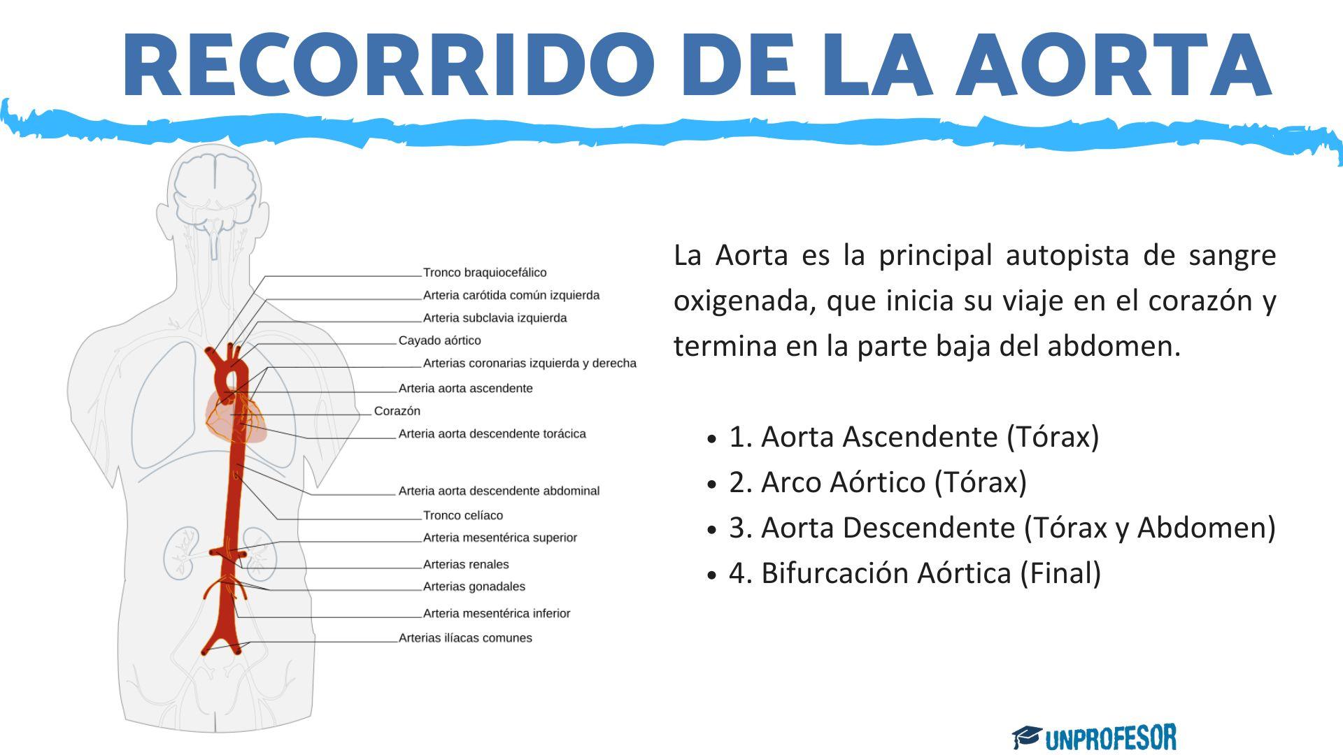 Cuál es el recorrido de la ARTERIA AORTA