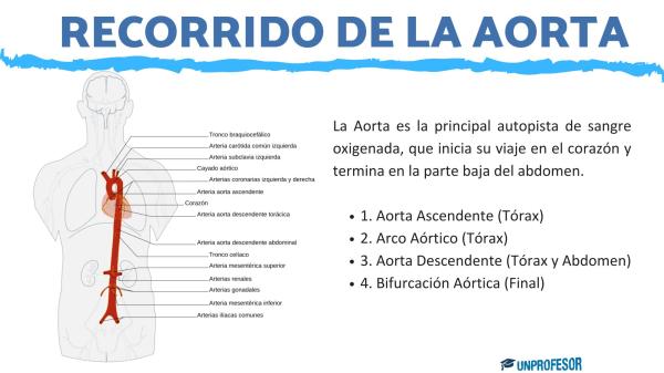 Cuál es el recorrido de la ARTERIA AORTA