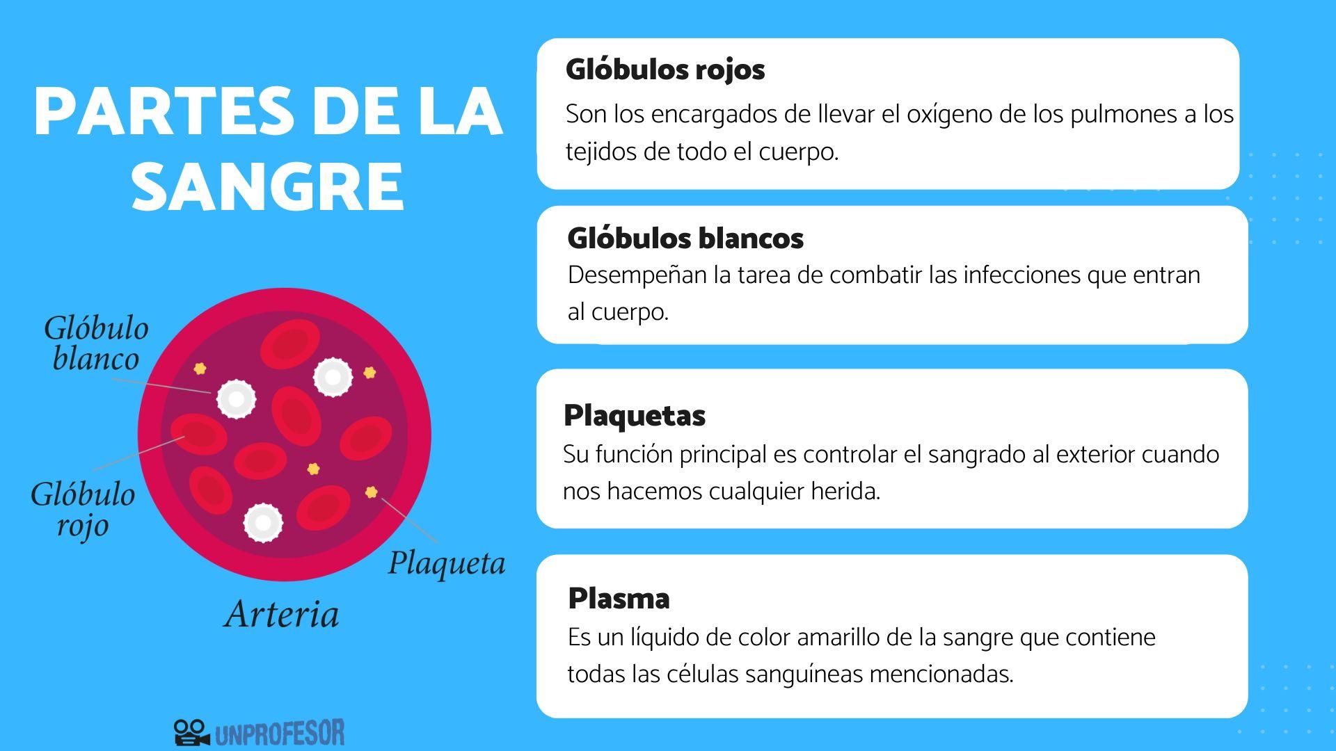 Las 4 partes de la SANGRE - para niños y niñas!