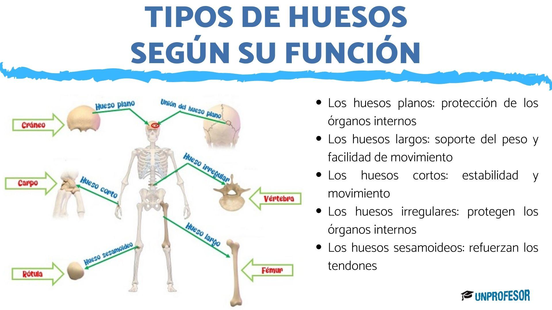 5 tipos de HUESOS según su función