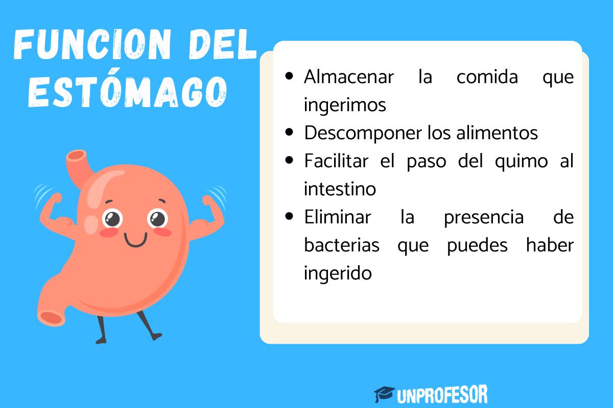 Función del ESTÓMAGO - para niños