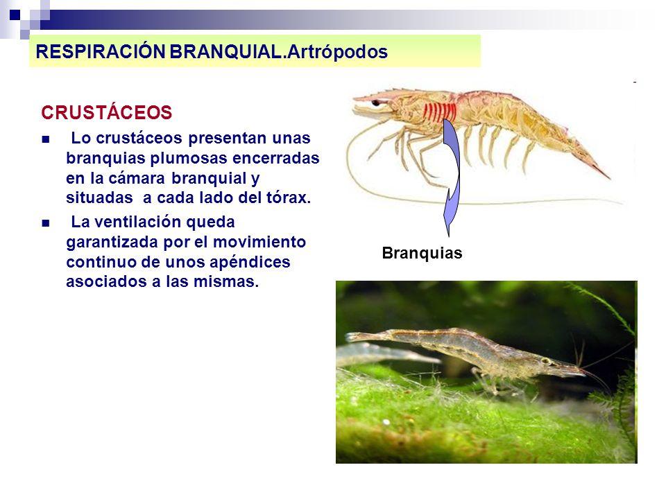 ANIMALES con respiración BRANQUIAL: ¡¡Lista + ejemplos!!