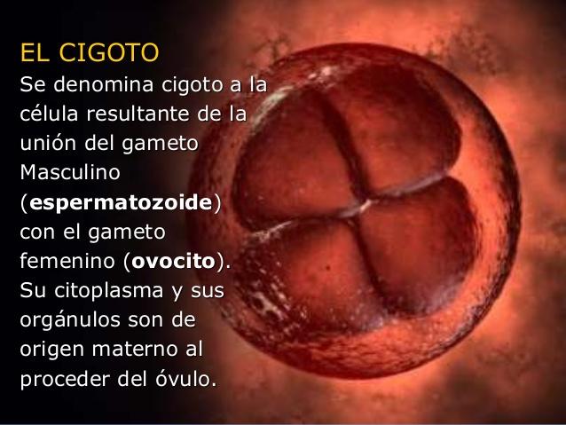 Descubre cómo se FORMA el CIGOTO - ¡¡RESUMEN + IMÁGENES!!
