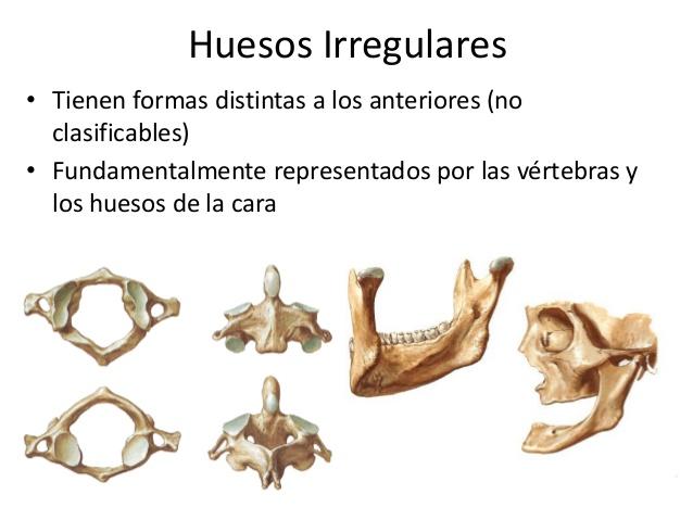 Huesos IRREGULARES: función, características y ejemplos - ¡¡RESUMEN!!