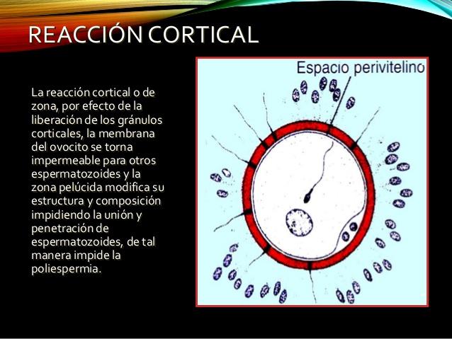 Descubre TODAS las partes de un óvulo - CON IMÁGENES Y ESQUEMAS
