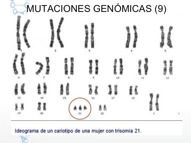 Todos los TIPOS de mutación genética - CON ESQUEMAS!!