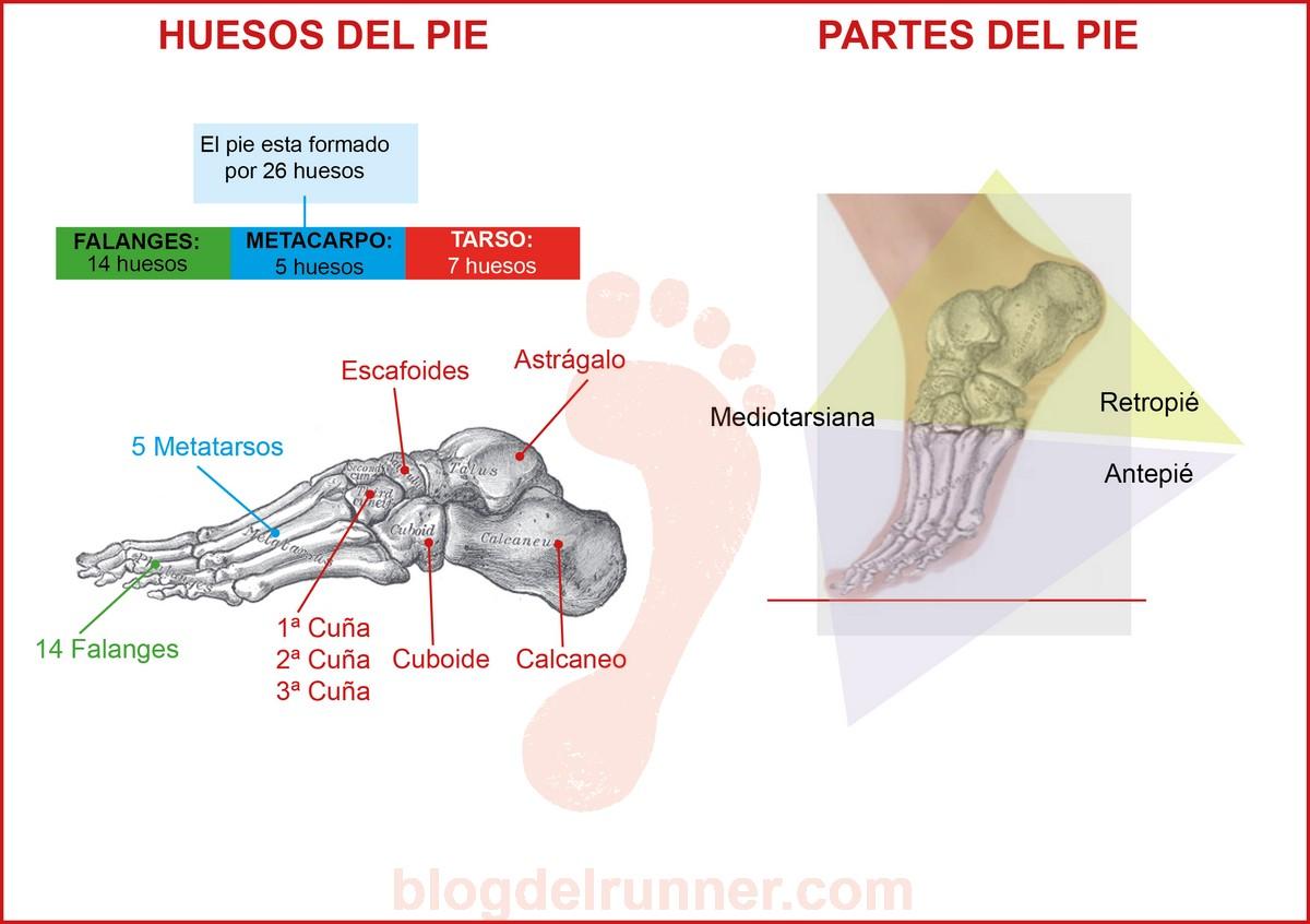Todos los nombres de los HUESOS del pie - [con imágenes!]