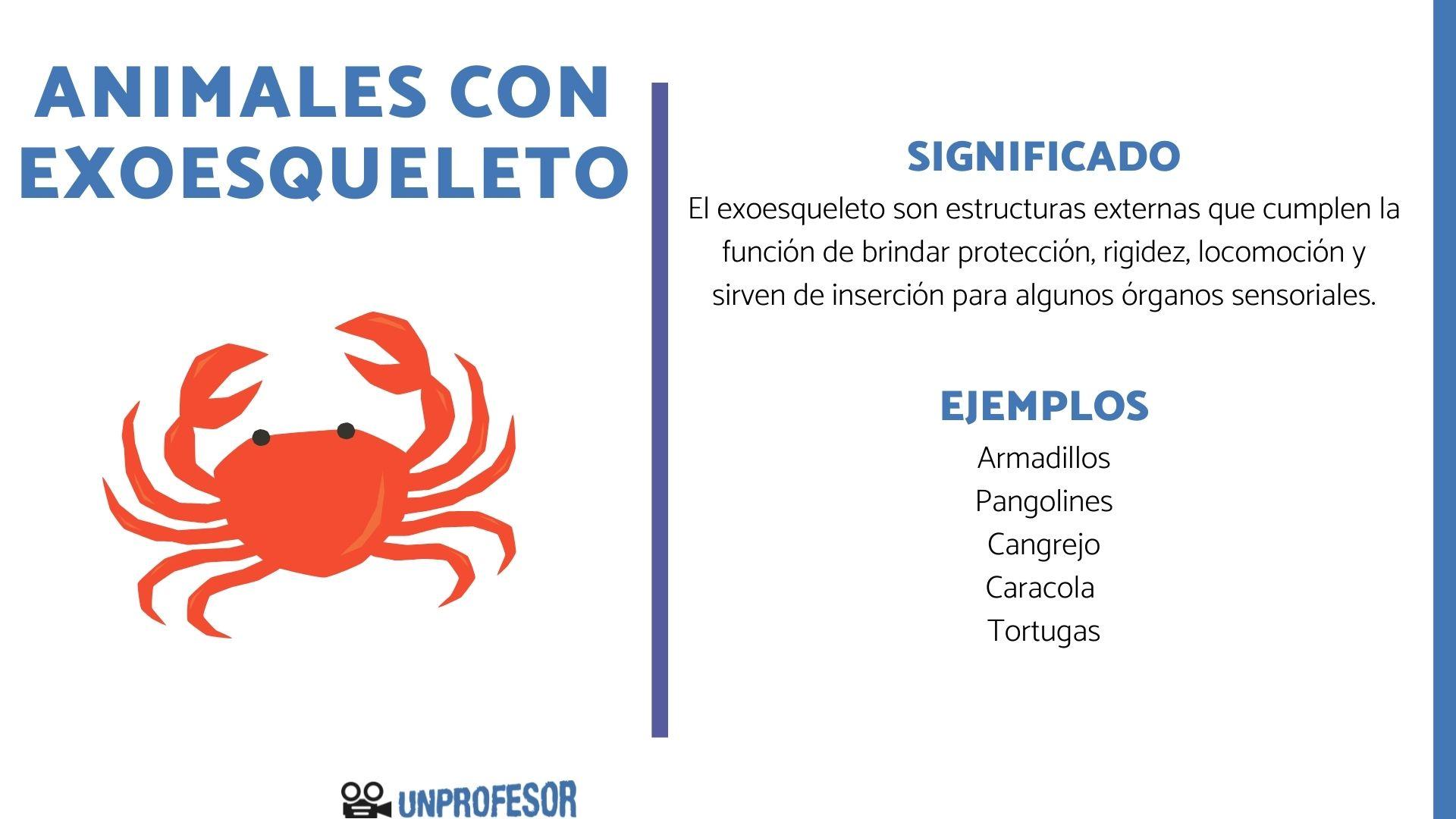 Animales con EXOESQUELETO - con ejemplos
