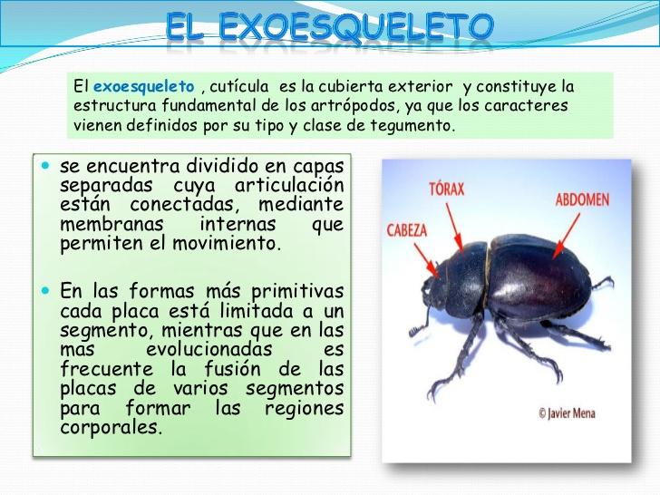 Animales con EXOESQUELETO - con ejemplos