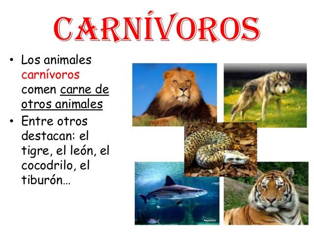 50 ejemplos de animales CARNÍVOROS y sus características