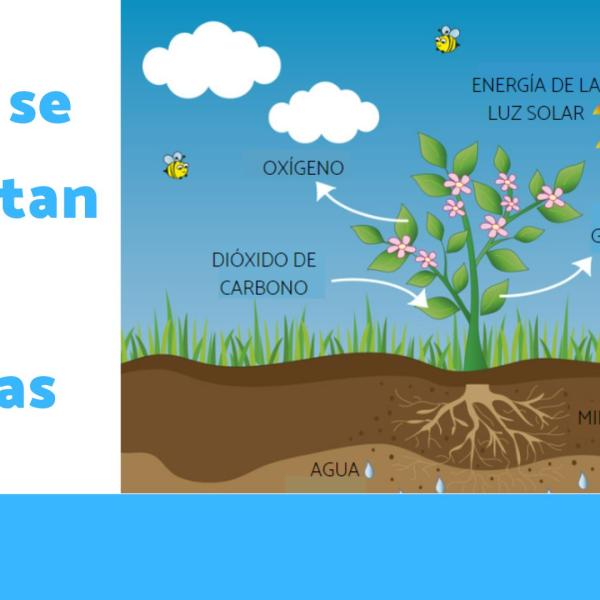 Matemáticas Pero ceja como se produce la nutricion en las plantas ... Matemáticas Pero ceja como se produce la nutricion en las plantas ...