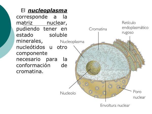 Qué es el NUCLEOPLASMA y su función - resumen fácil!