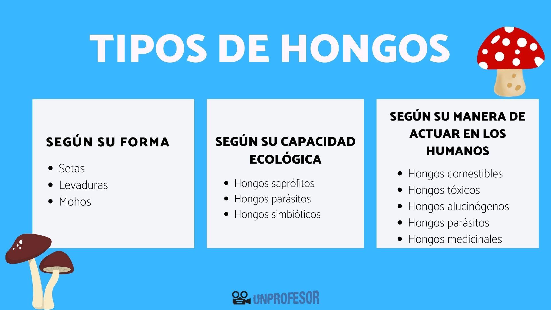 3 tipos de HONGOS que existen - resumen!
