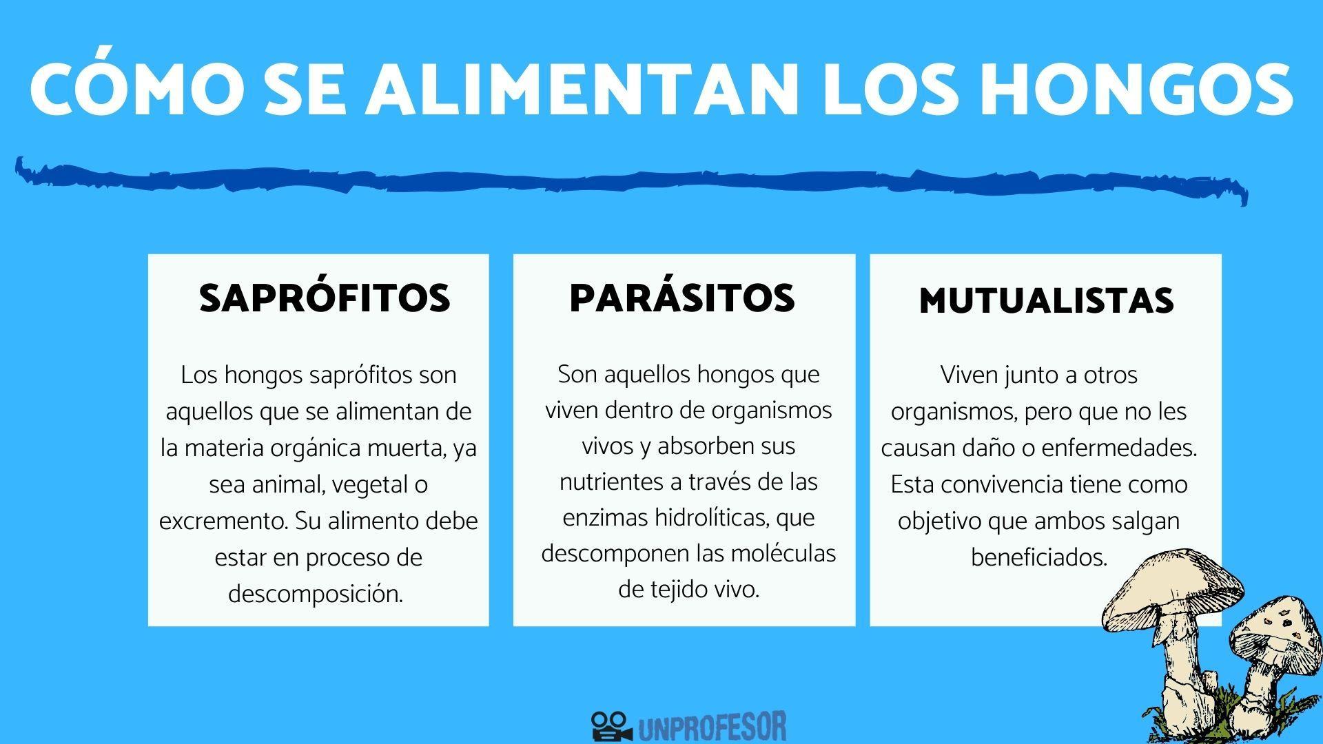 3 tipos de HONGOS que existen - resumen!