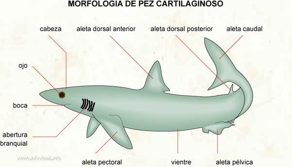 Clasificación de los PECES: agnatos, cartilaginosos y los óseos ... Clasificación de los PECES: agnatos, cartilaginosos y los óseos ...