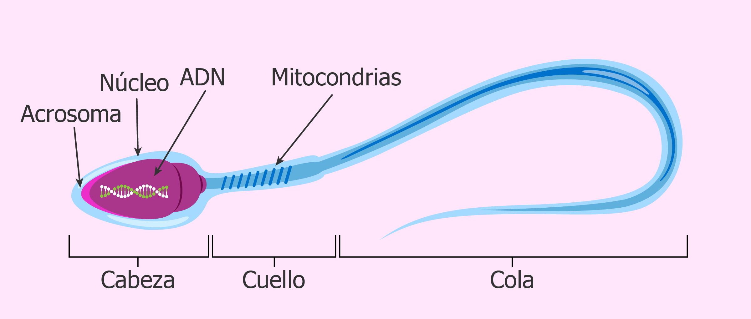 Descubre TODAS las partes del espermatozoide - ¡Con imágenes!