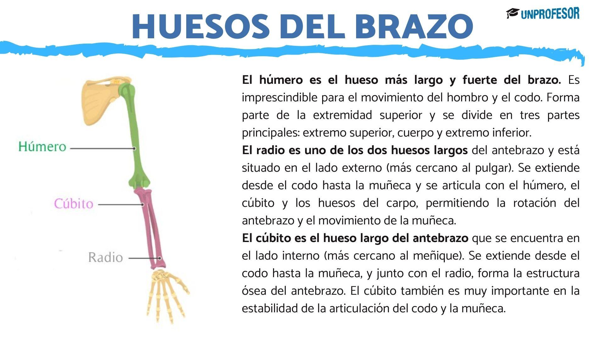 Nombres de los HUESOS del brazo - con imágenes