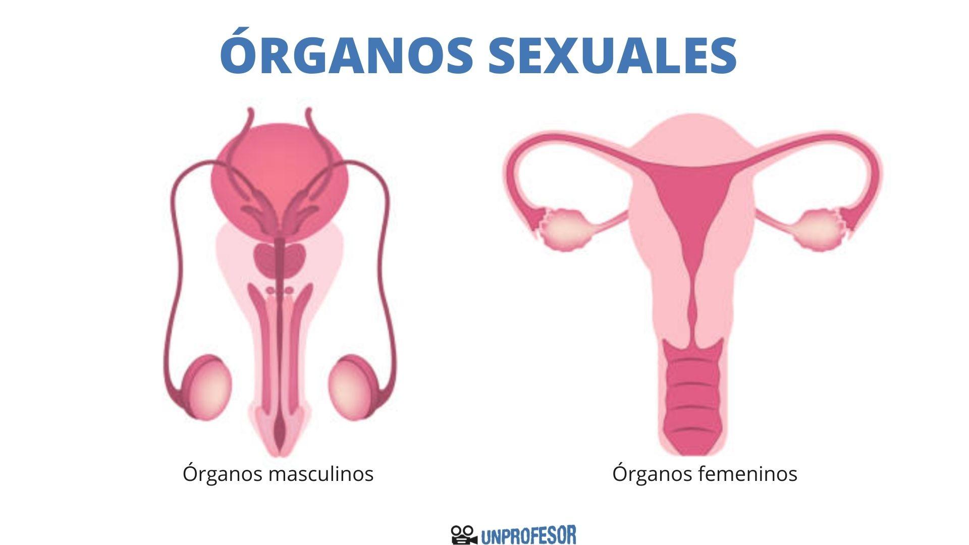 Cuáles Son Los Órganos Sexuales Femeninos Y Masculinos Sus Funciones