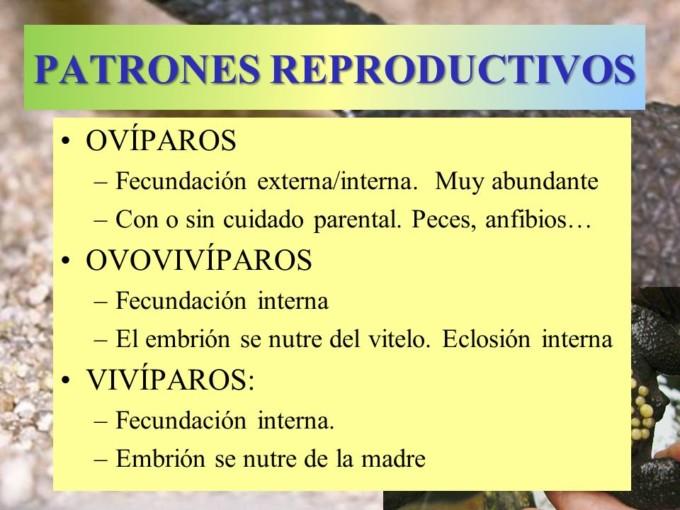 Ejemplos de animales ovíparos - para niños