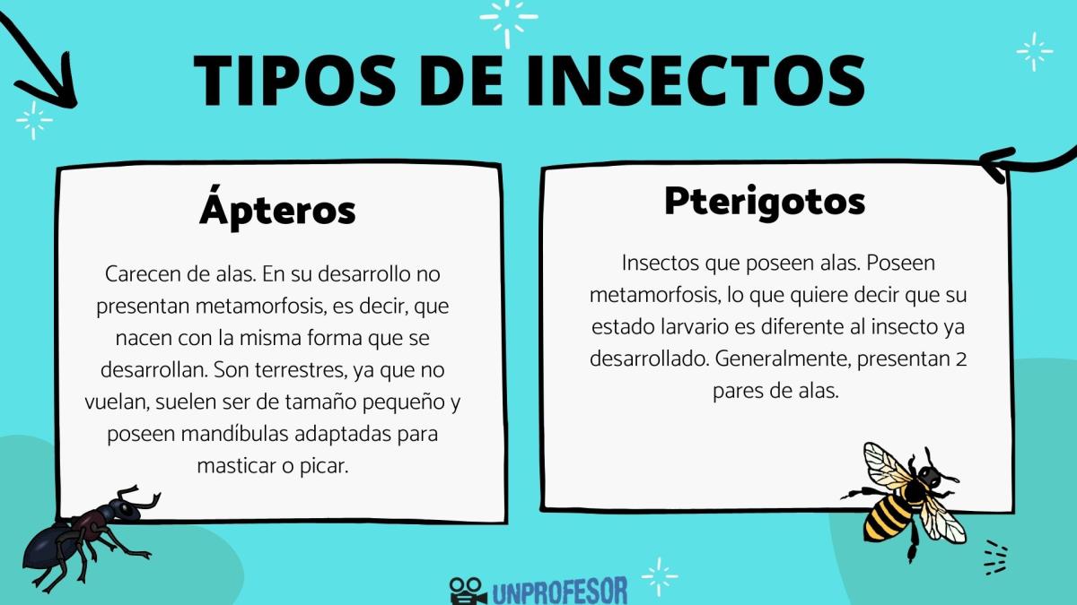 Tipos de INSECTOS - con características y fotos!