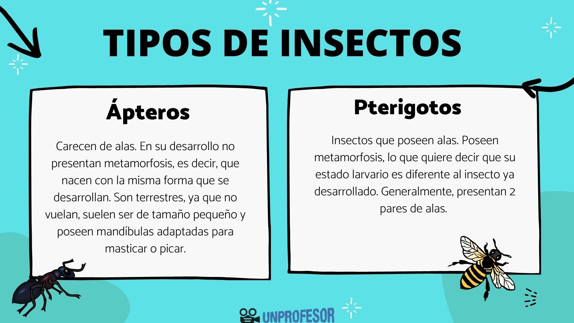 Tipos De Mosquitos Con Nombres