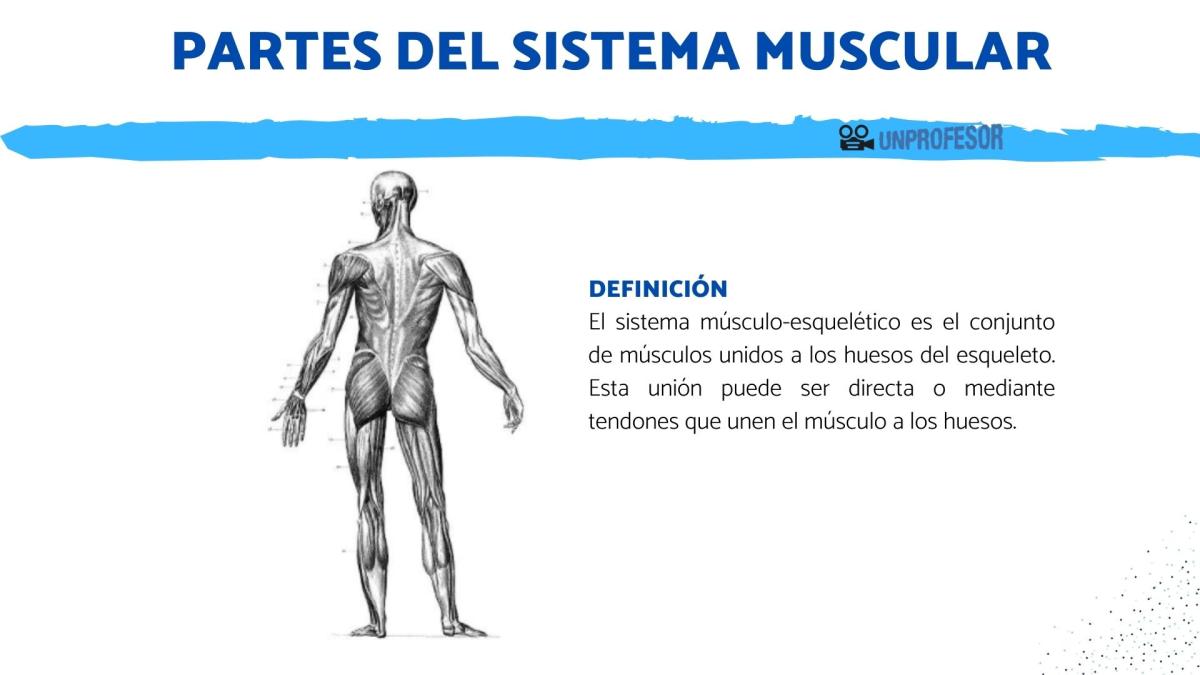 Todas las PARTES del sistema MUSCULAR - [RESUMEN con FOTOS!]