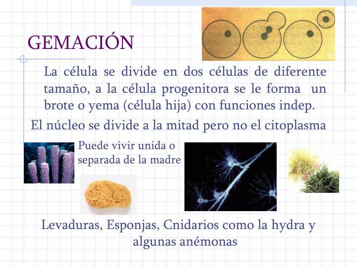 Gemación: definición y ejemplos - ¡Resumen CORTO!