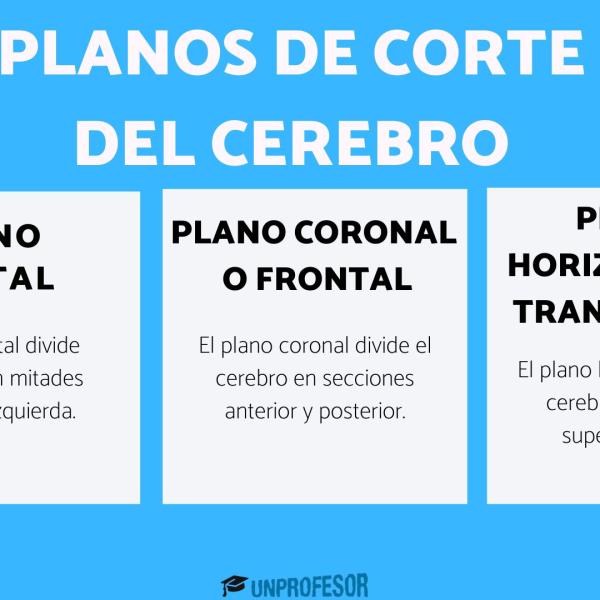 Partes De La Seccin Transversal Del Cerebro