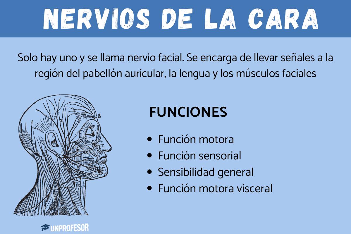 Nervios de la CARA y sus funciones