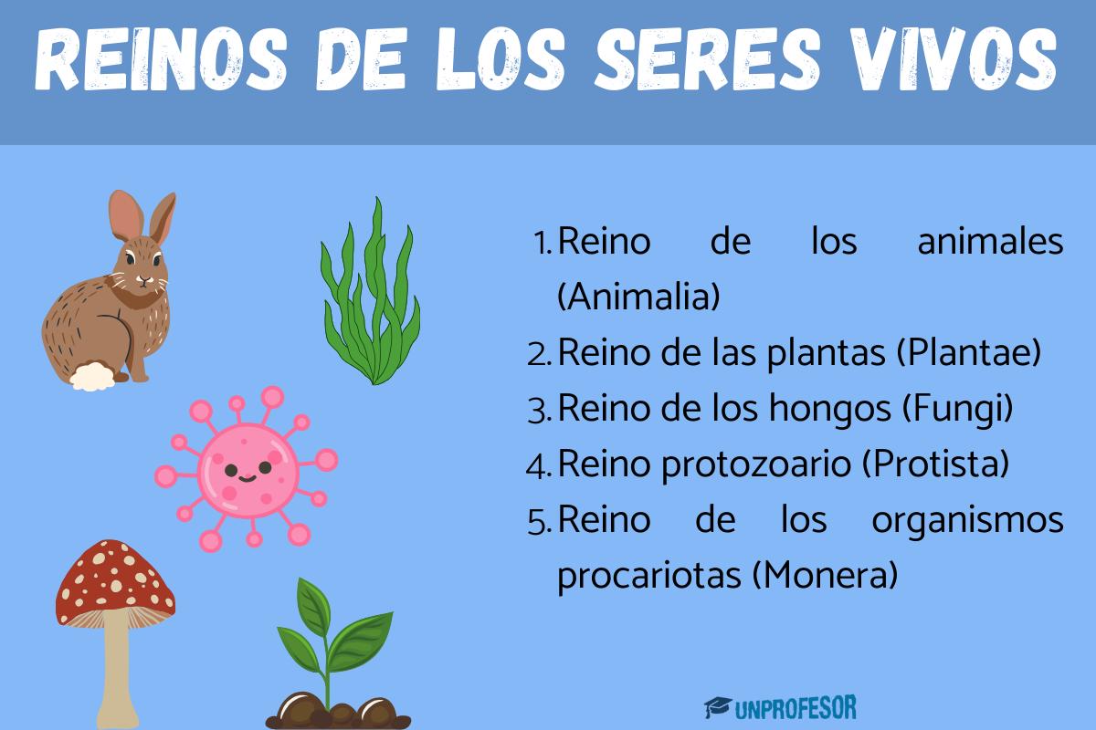 5 reinos de los seres VIVOS y sus características
