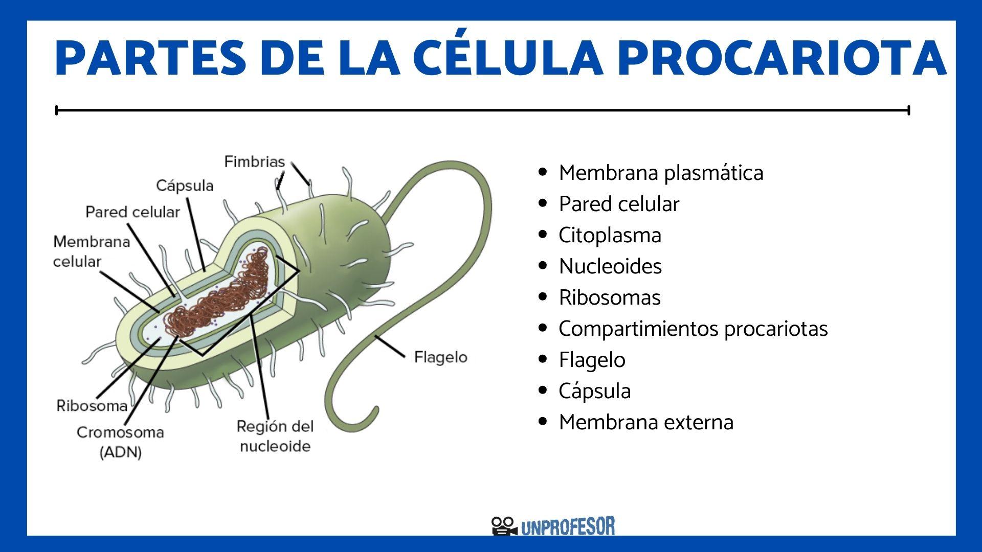 9 partes de la célula PROCARIOTA y sus funciones - con vídeo