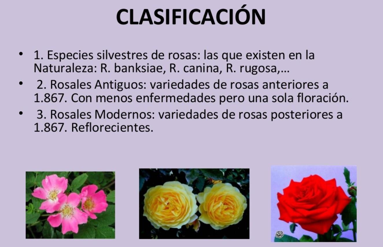 8 características de una ROSA y sus funciones - RESUMEN