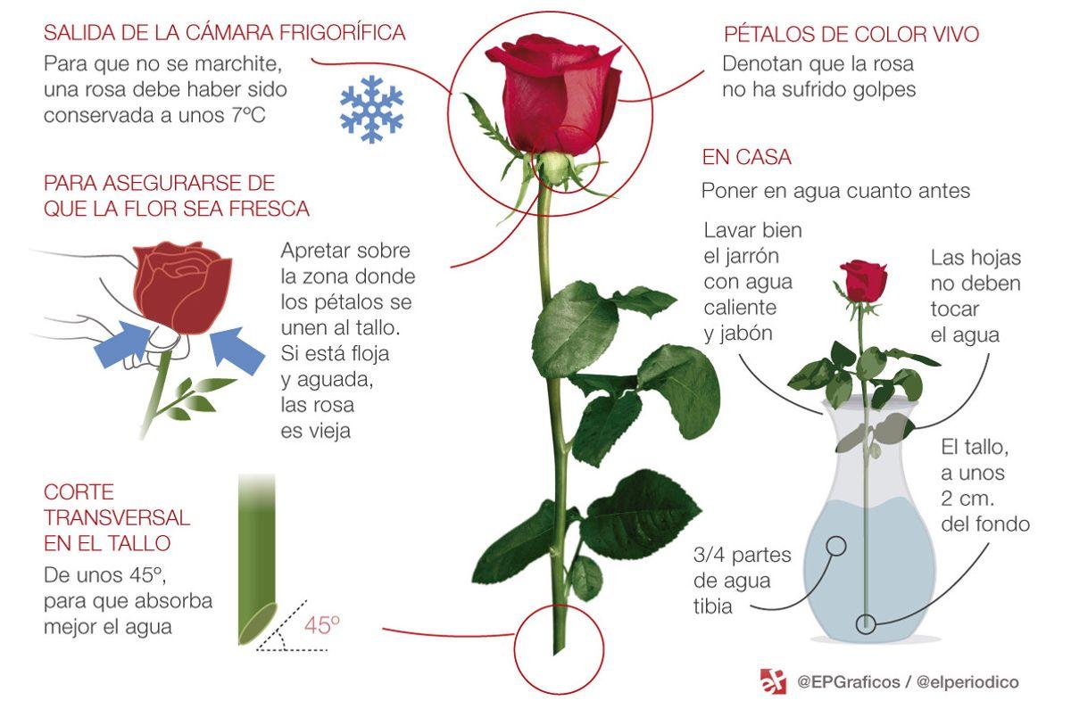 8 características de una ROSA y sus funciones - RESUMEN
